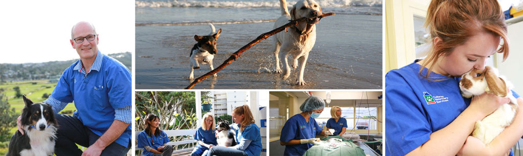About Collaroy veterinary hospital - Collaroy Veterinary Hospital