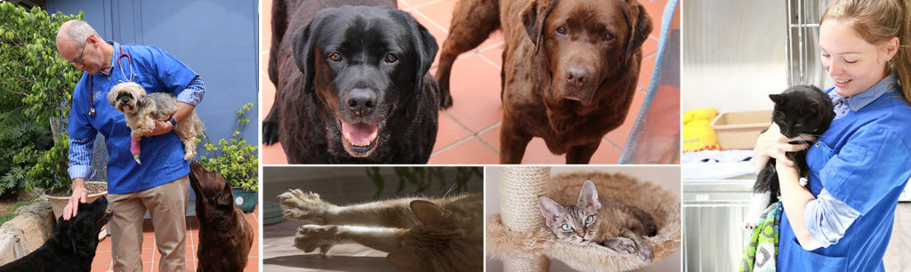 Boarding - Collaroy Veterinary Hospital