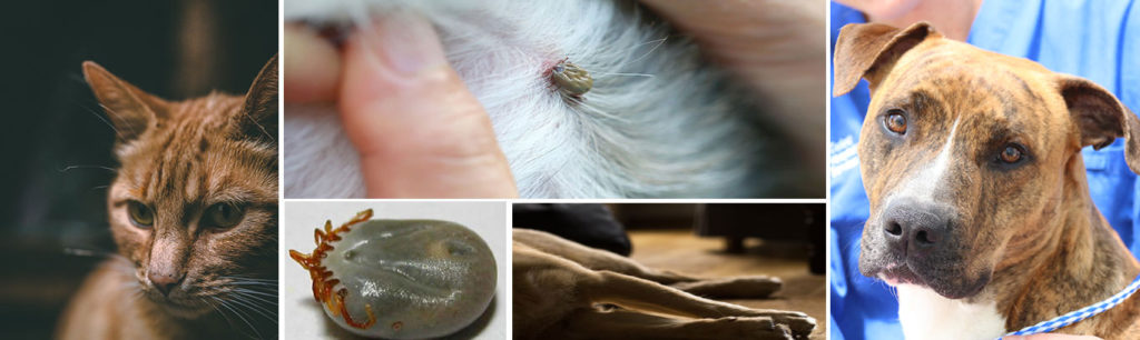 Paralysis Ticks - Collaroy Veterinary Hospital